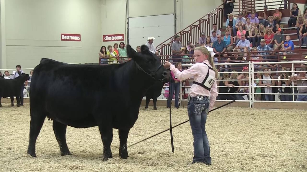 NJAS 2016: Bred-and-Owned Angus Heifer Show - YouTube