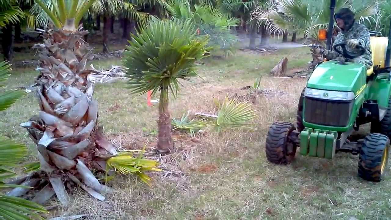 spraying palm trees - YouTube