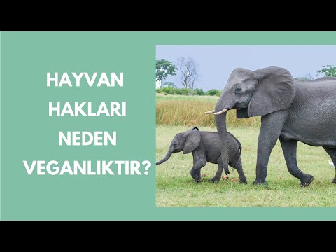 Hayvan Hakları Neden Veganlıktır? // Hayvanları hem  kullanıp, hem de korumak mümkün mü?