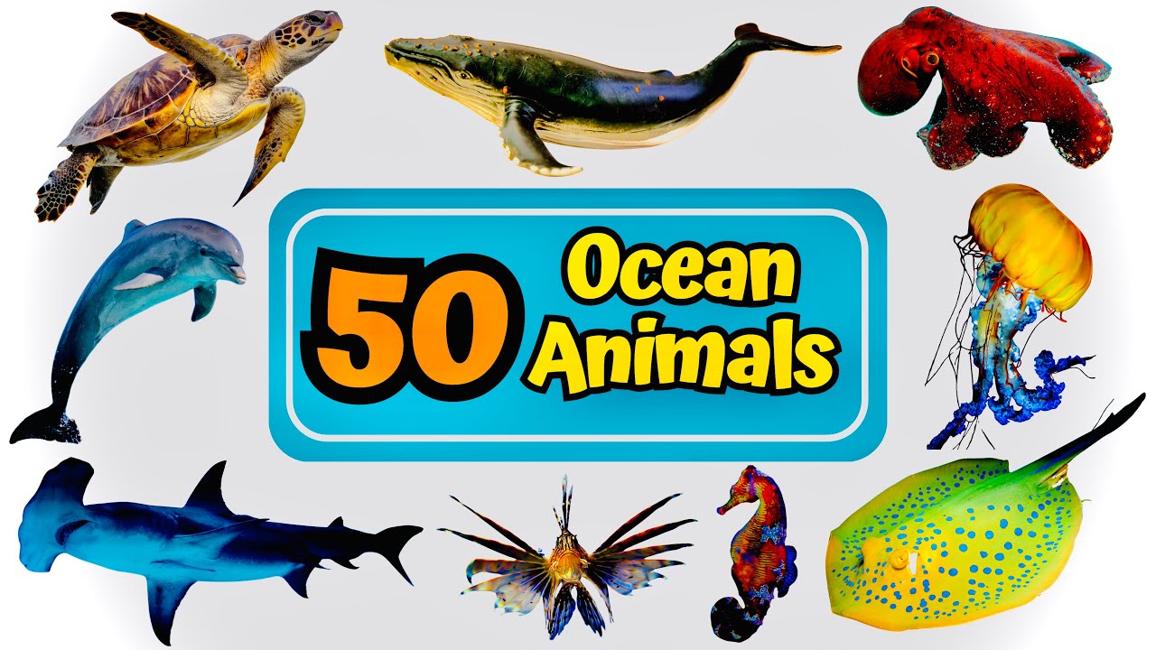 50 Ocean Animals with Fun Facts 🐠 | Learn & Explore the Sea! - YouTube