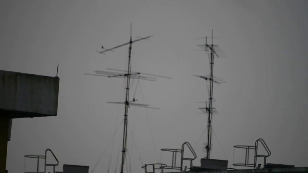 Pied Imperial Pigeons 斑皇鸠 Pergam Rawa Biasa 20180715 Morning 07:50 ...