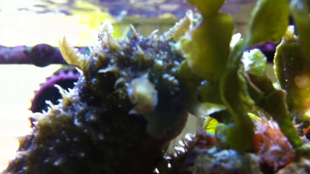 Sea Hare eating !!!!!!!! - YouTube