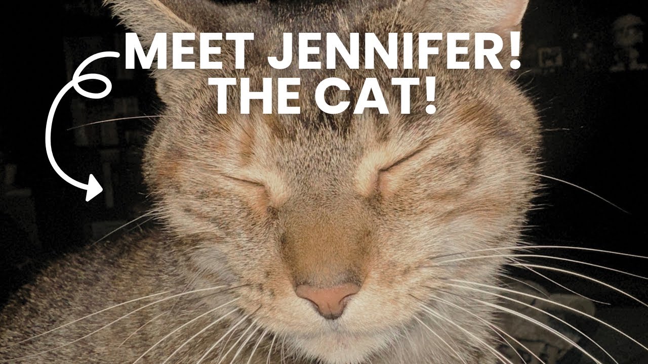 everybody, meet Jennifer! the cat! 😹 - YouTube