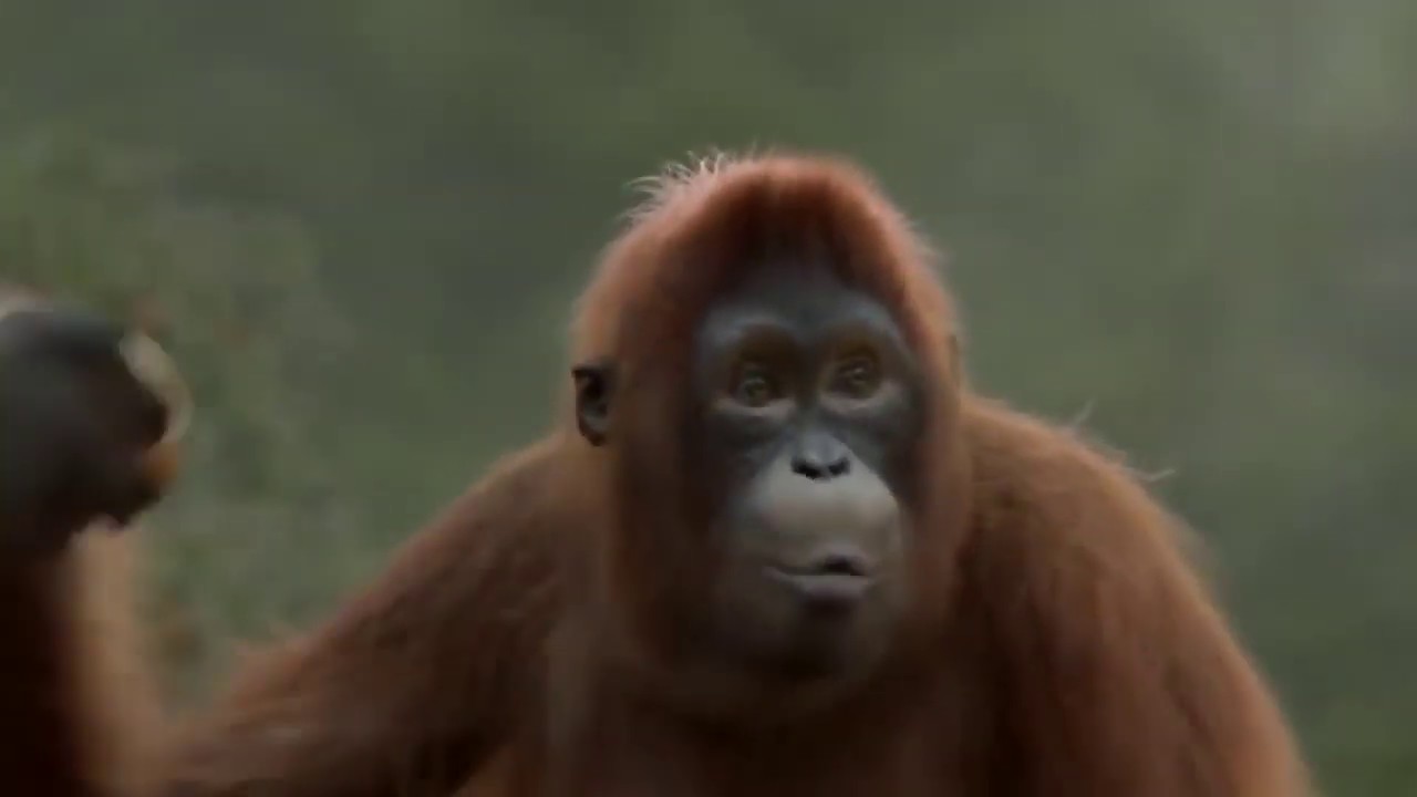 Westbam - Monkey say, monkey do - YouTube