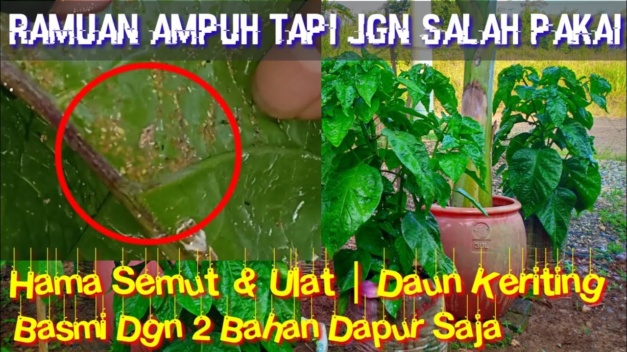 Cairan Ampuh Pembasmi Hama Semut Dan Ulat Pada Cabe Daun Keriting ...