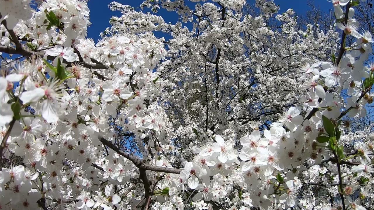 Spring flowers - short slow motion video with piano music - YouTube