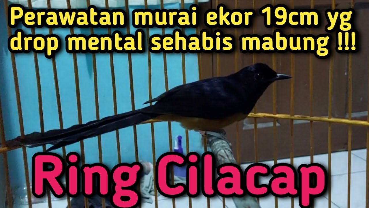 Murai ring cilacap kelar mabung lalu drop mental ,,begini cara perawatanya ️ - YouTube