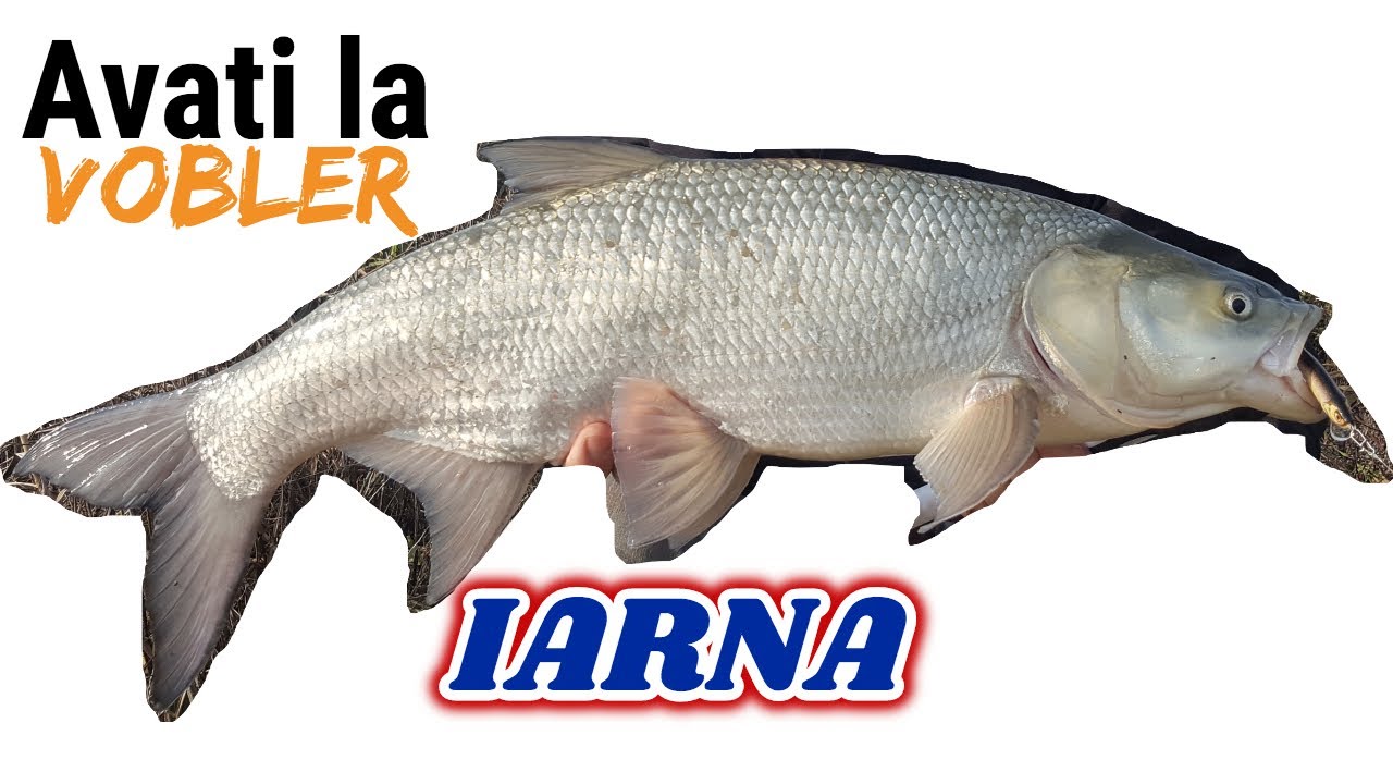 Pescuit avat iarna. Avati la vobler. Pescuit in 2020. Asp fishing ...