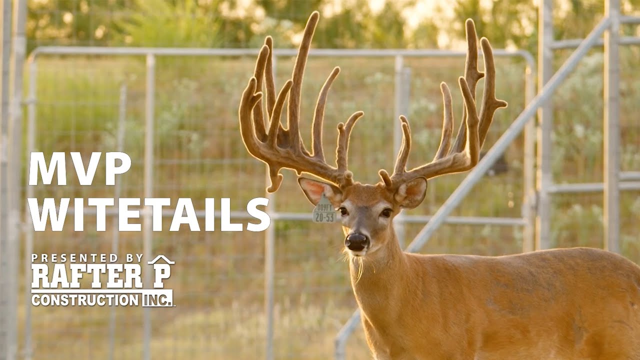 16 Point Whitetail Deer Just Nuts! Massive Missouri 16 Pointer Turns