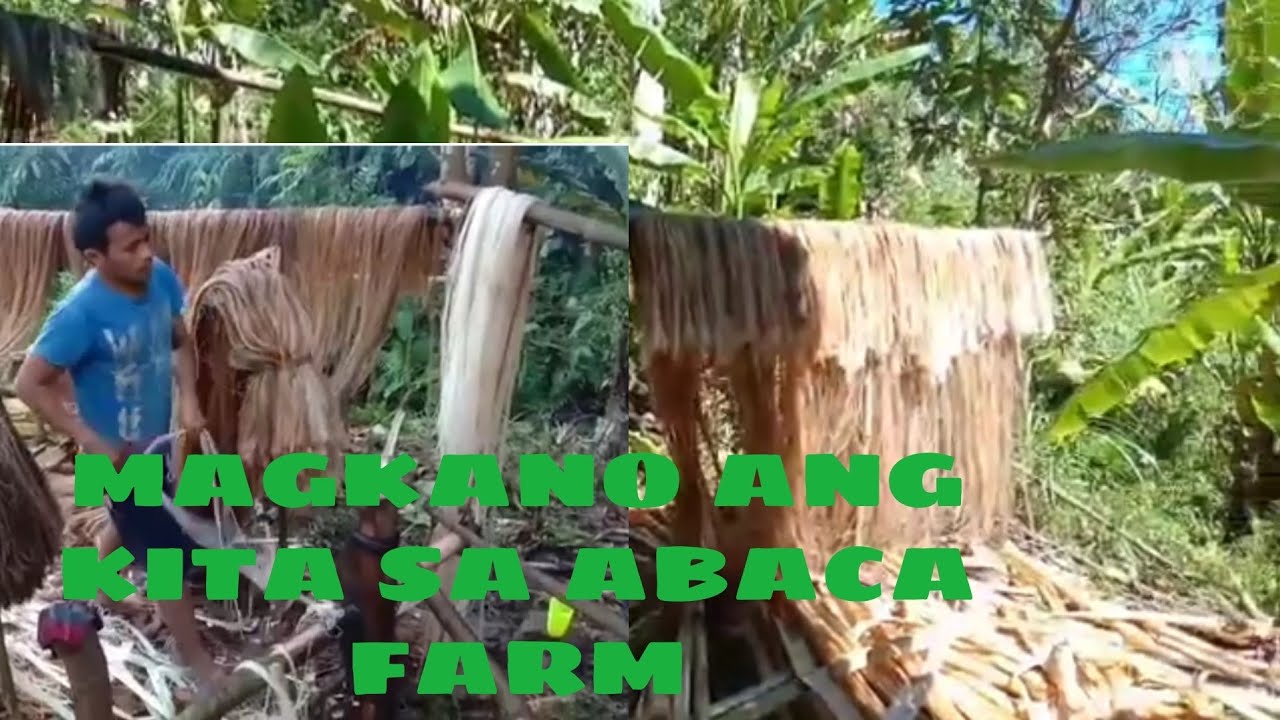 Magkano ang kita sa abaca farm part1 @BABAENG MAGSASAKA - YouTube