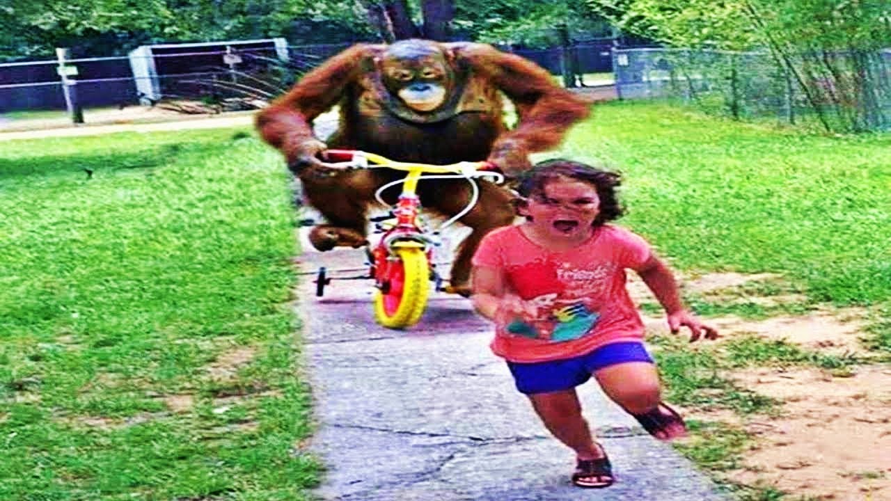 Best Fails of the Year | Try Not To Laugh | FailArmy #17.5 - YouTube