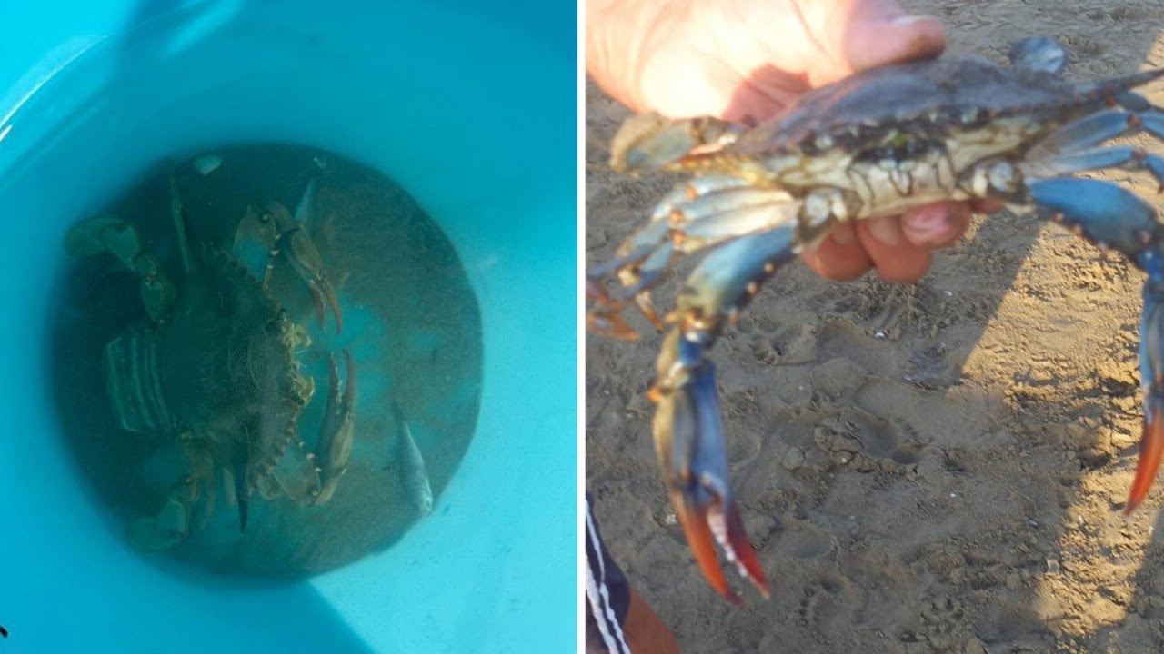 Granchio blu, trovati esemplari in spiaggia a Lignano - YouTube
