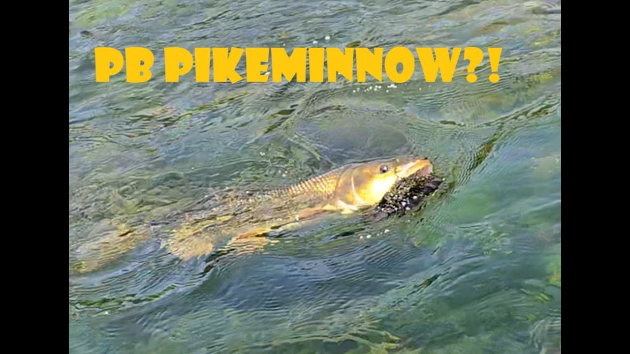 2024 Lower Kings River Fishing - PB Pikeminnow! - YouTube