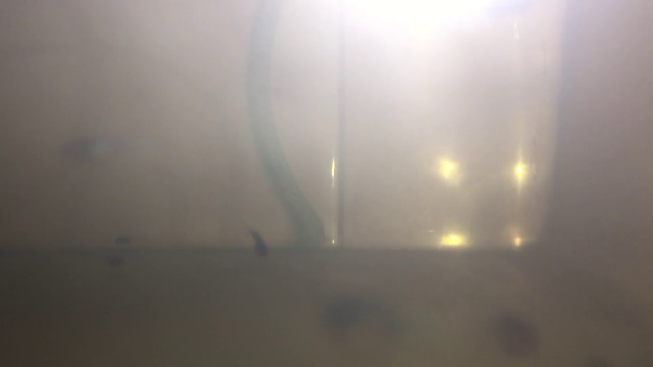 Betta fish fry in 15days - YouTube