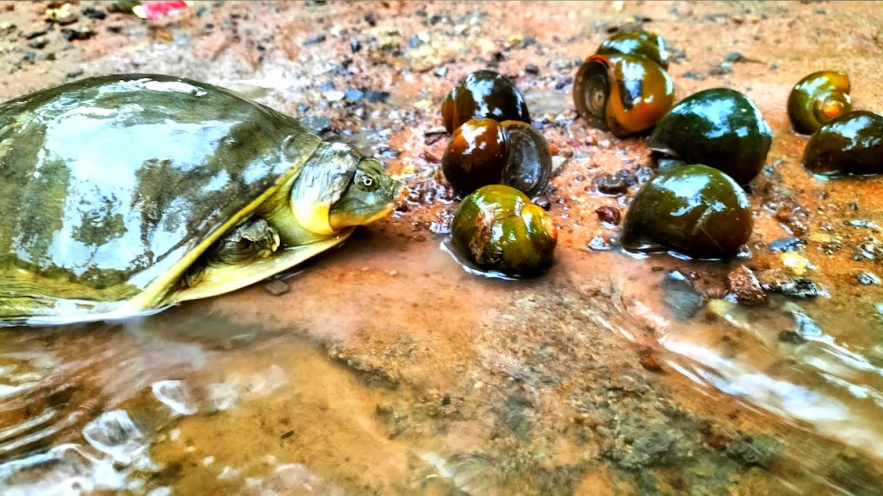 Tortoise Searching Snails - YouTube