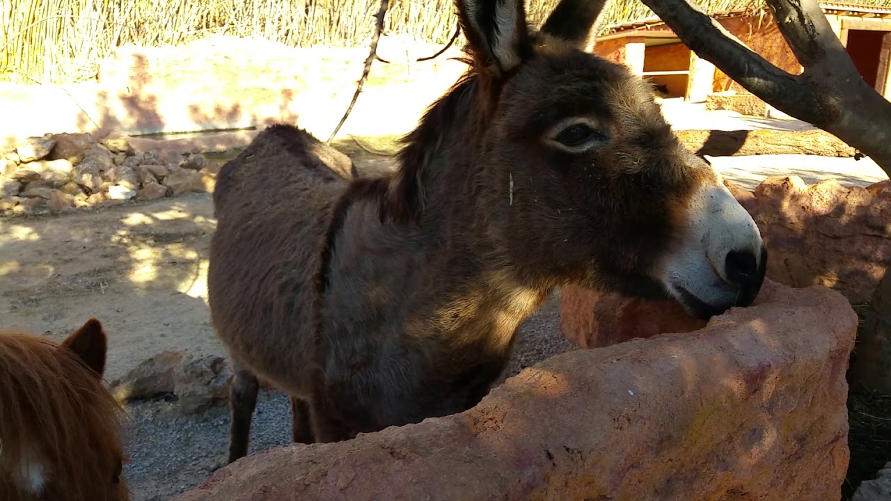 A Donkey and a Pony at the Athens Zoo in Greece 🇬🇷 - YouTube