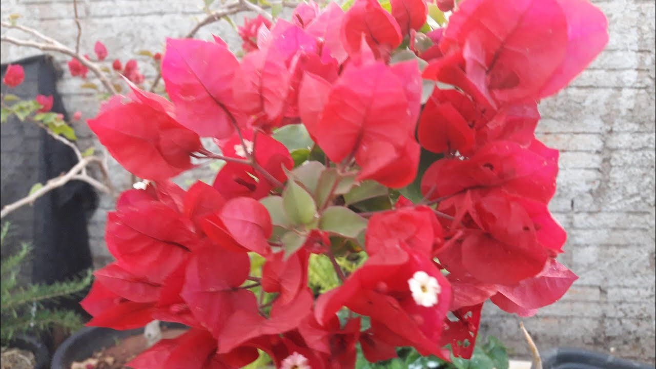 COMO PODAR UM PÉ DE PRIMAVERA ROSA DOBRADA | BOUGAINVILLE!! - YouTube