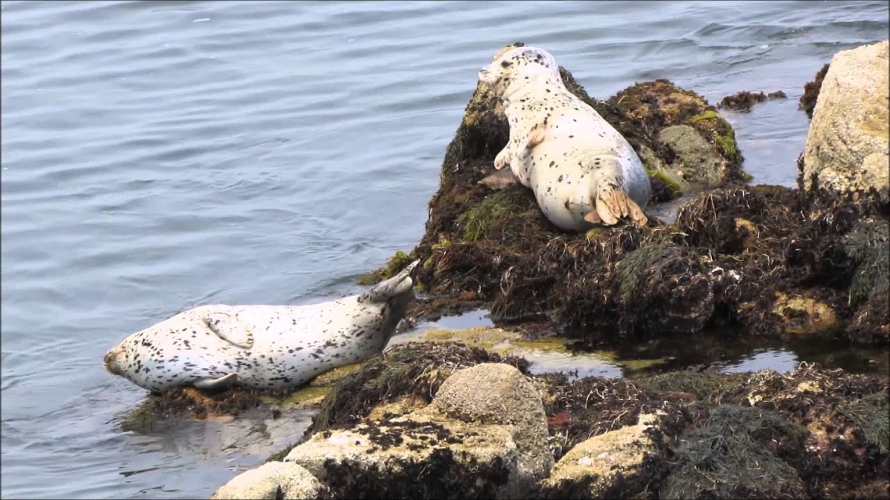 Harbor seals in Monterey Bay - YouTube
