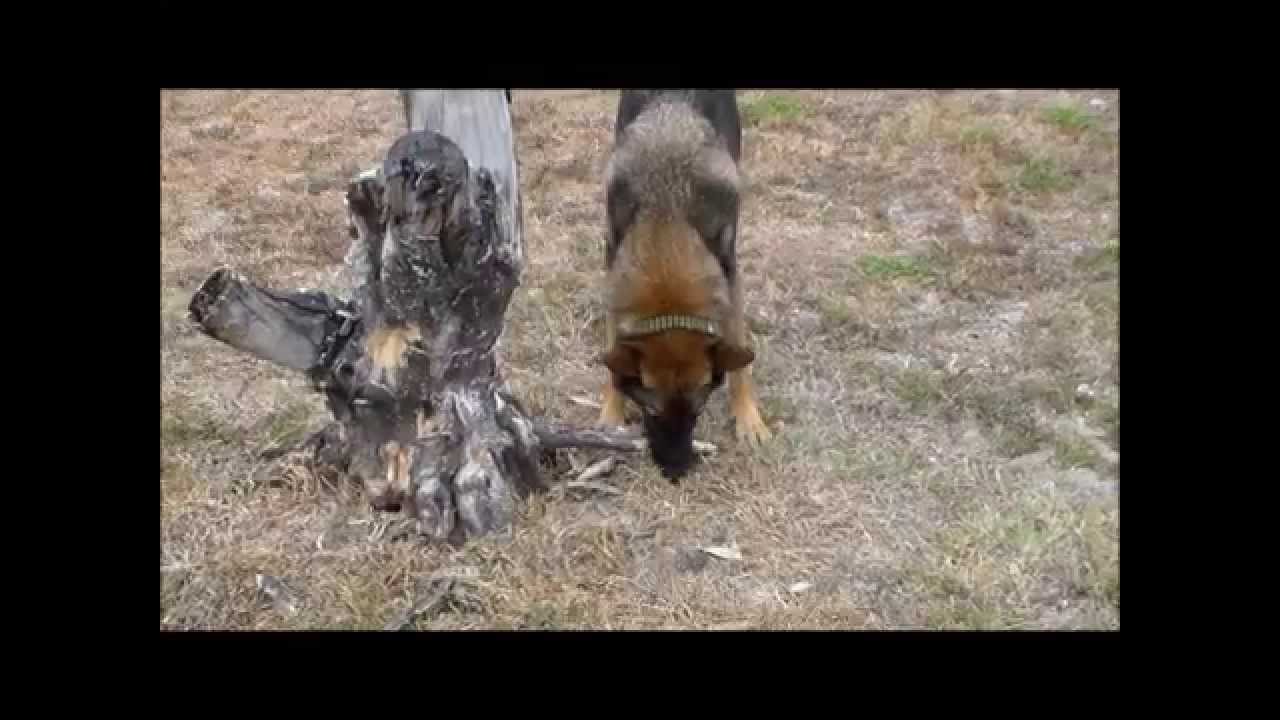 German Shepherd Pulls Tree Root - YouTube