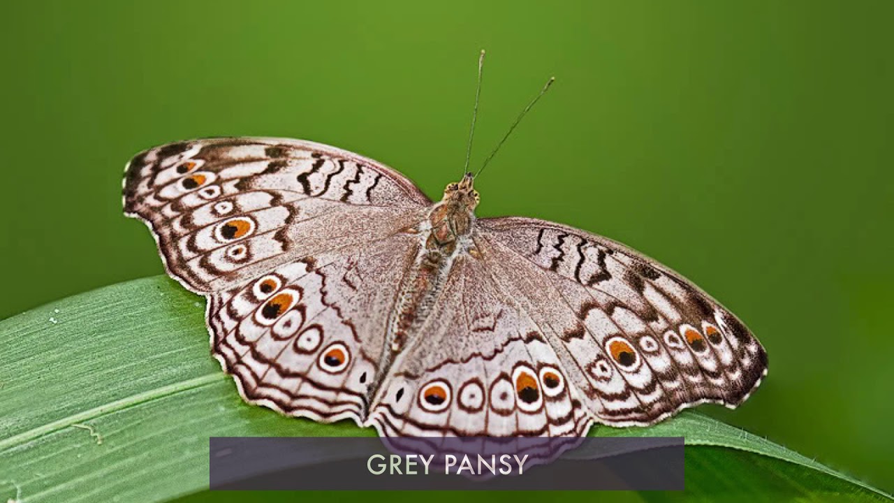 30 common butterfly of india neo - YouTube