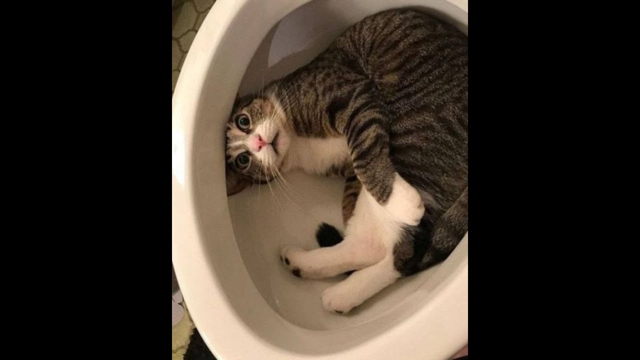 Funniest animals Best moments cat and dog 2022 #1 - YouTube