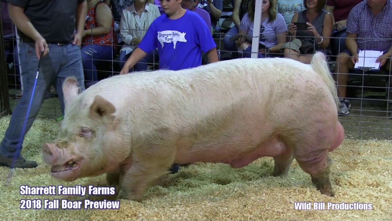 Doc 100K 2018 Fall Boar Open House - YouTube