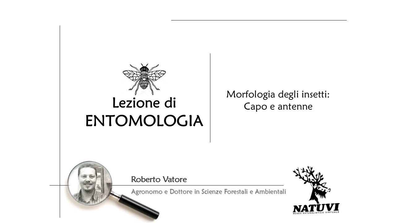 Morfologia degli insetti: Capo e antenne - YouTube