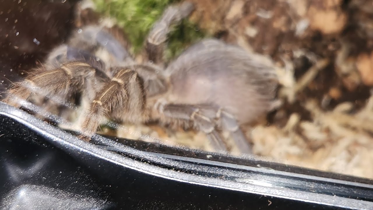 New addition APHONOPELMA SEEMANI..🫶🕷🕸 - YouTube