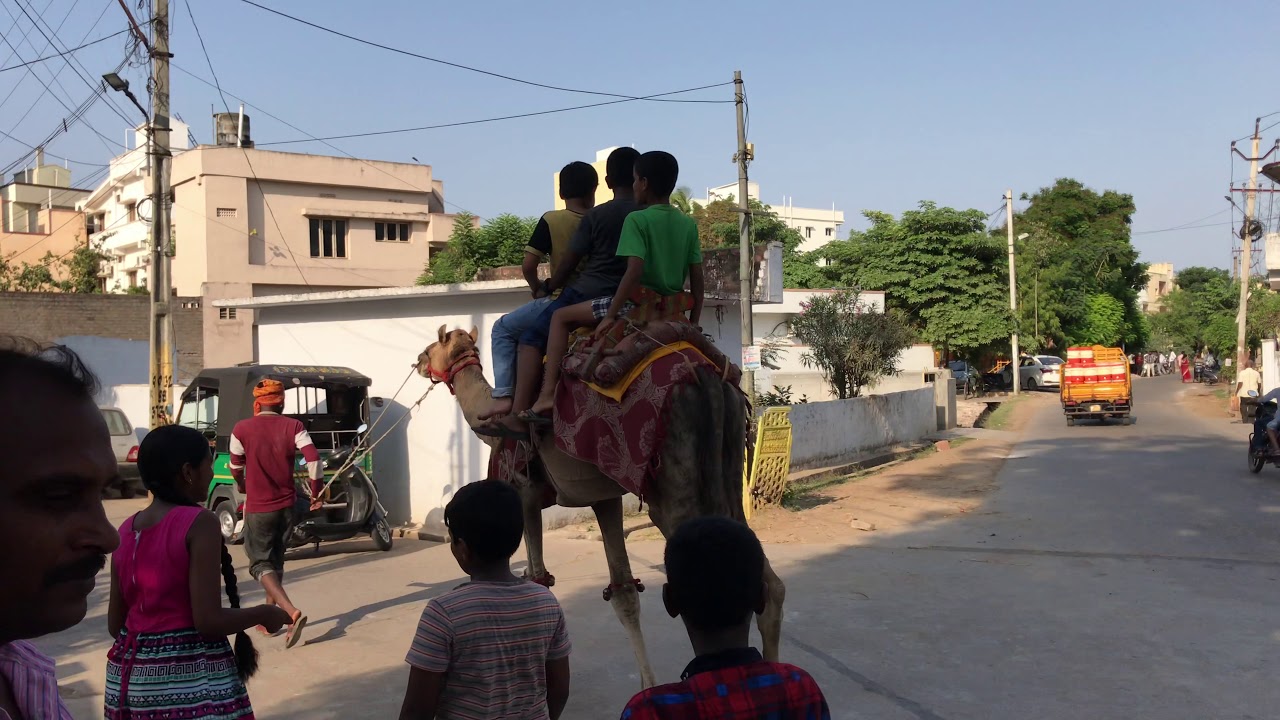 Flying on camel - YouTube