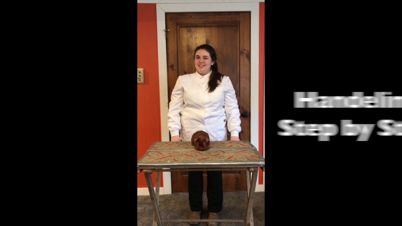 Cavy Showmanship. - YouTube