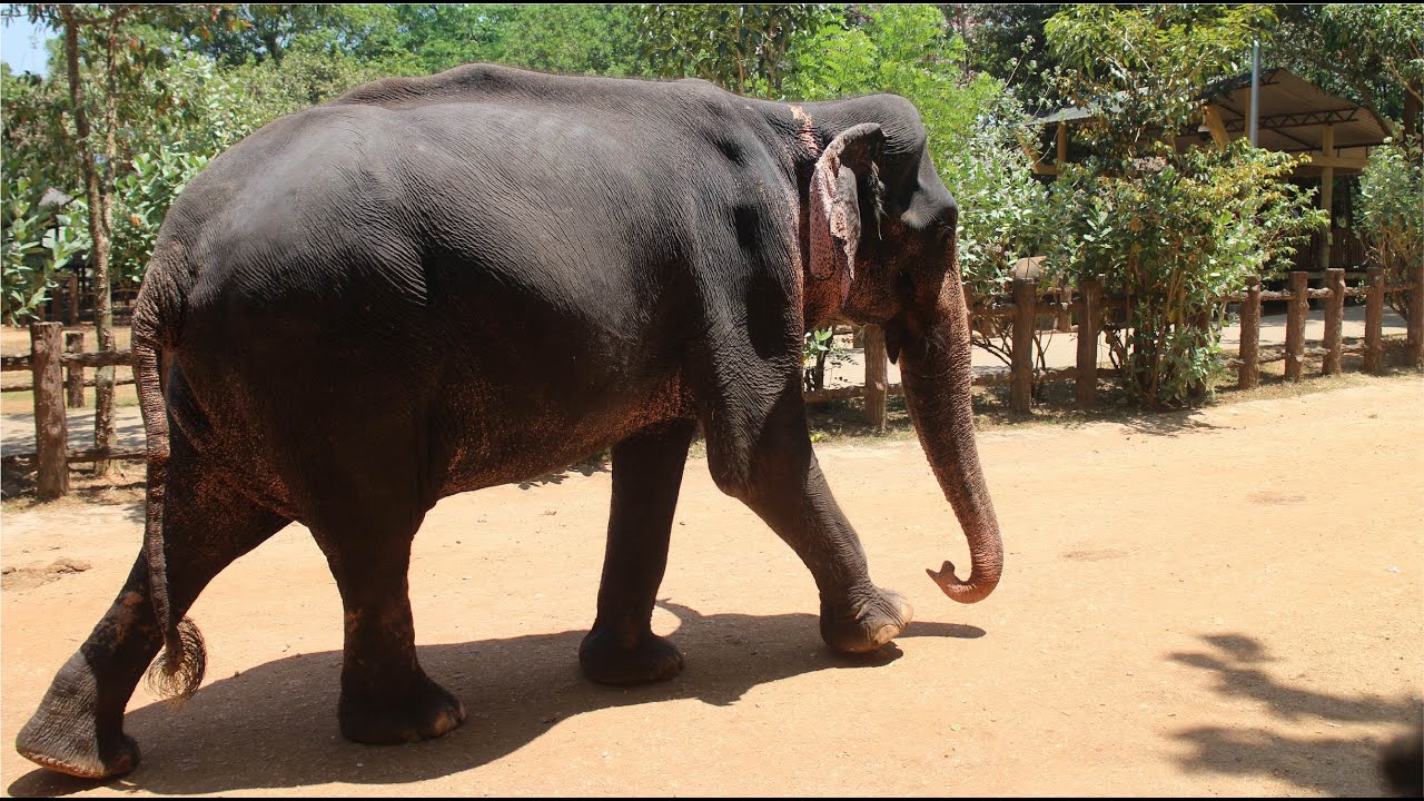 Elephants living freely - 🐘 Sri Lanka Elephant - YouTube