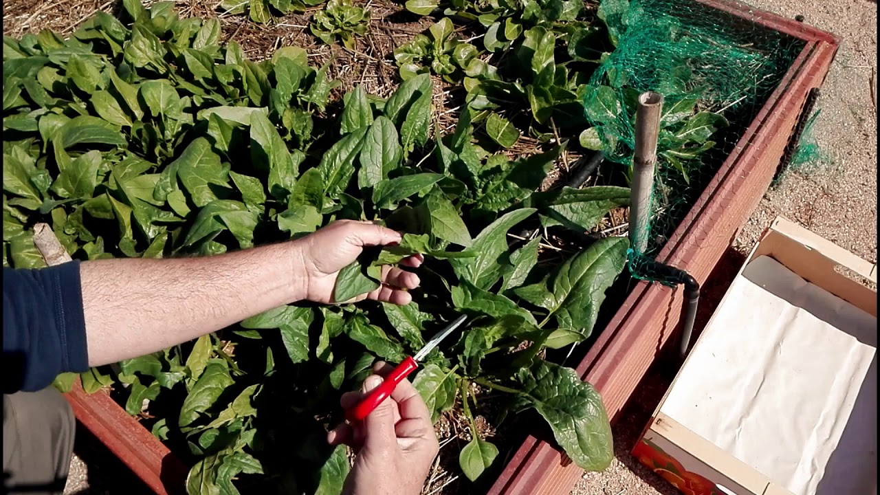 Recolectar Espinacas, Multiplicando x 4 tu Cosecha || El Huerto de ...