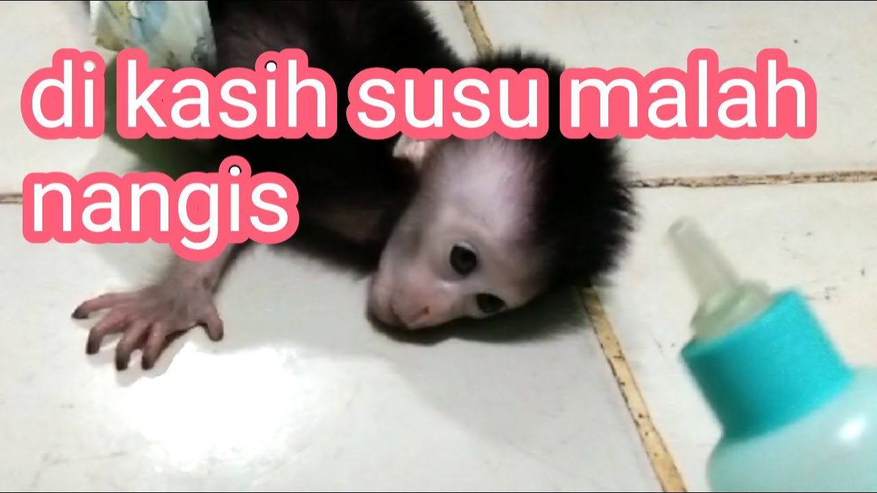 baby monkey || baby monpai || baby kimy di suruh nyusu gak mau malah ...