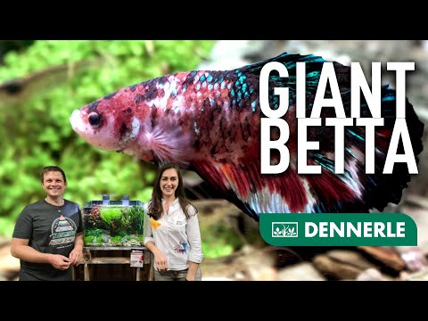Der GIANT BETTA ist da! Sabrina Dichne von Züri Betta. Alles zum Thema Kampffisch!
