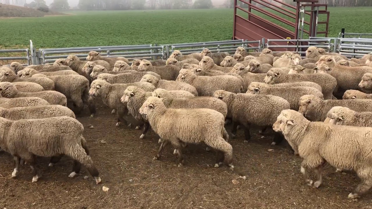 A/c WF & ML Shanley - Merino Wether Weaners (v4917) - YouTube