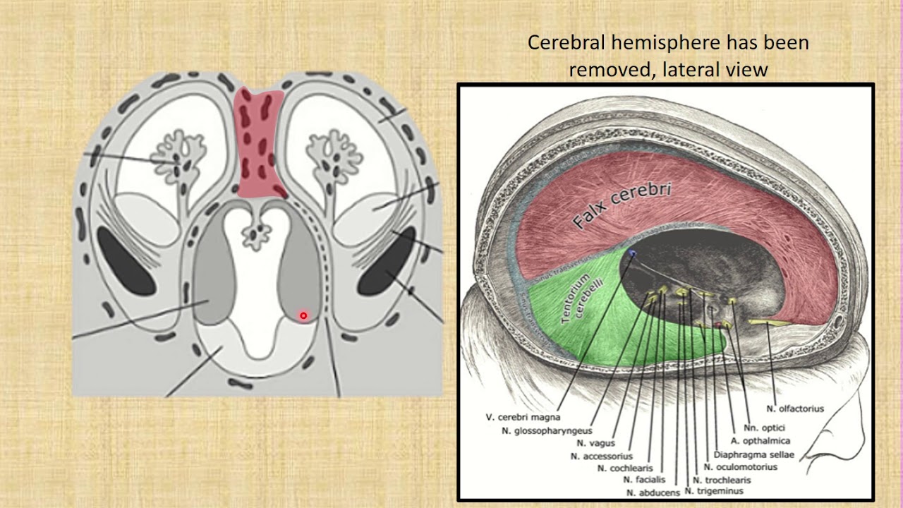 Development of the forebrain - YouTube