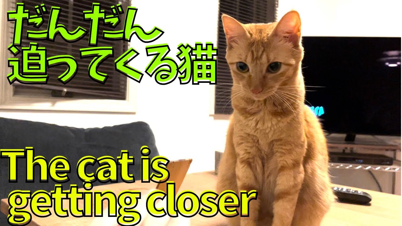 瞬間移動する猫 Teleporting cat #保護猫 #茶トラ - YouTube