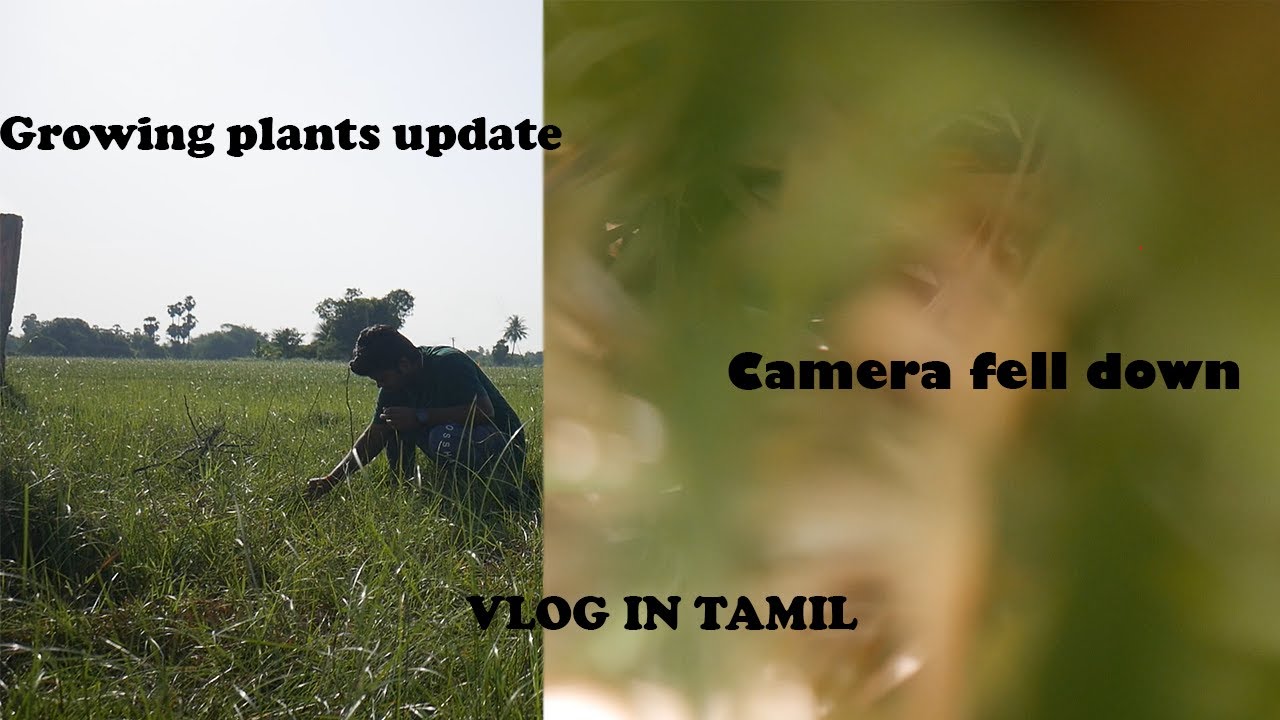Plants update camera fell down || vlog in tamil||LOK - YouTube