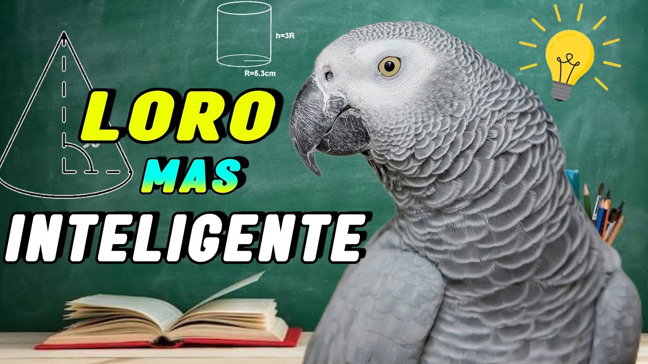 El LORO más INTELIGENTE del Mundo 🦜🧠: ¡Emocionante Descubrimiento! 😱 ...