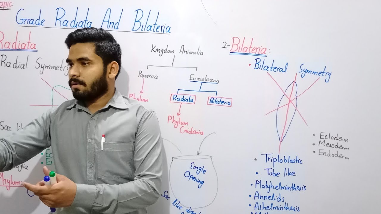Grade Radiata And Bilateria || Grade Radiata Class 11 || Grade ...