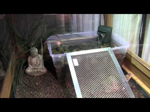 Box Turtles Wading Pool Revised - YouTube