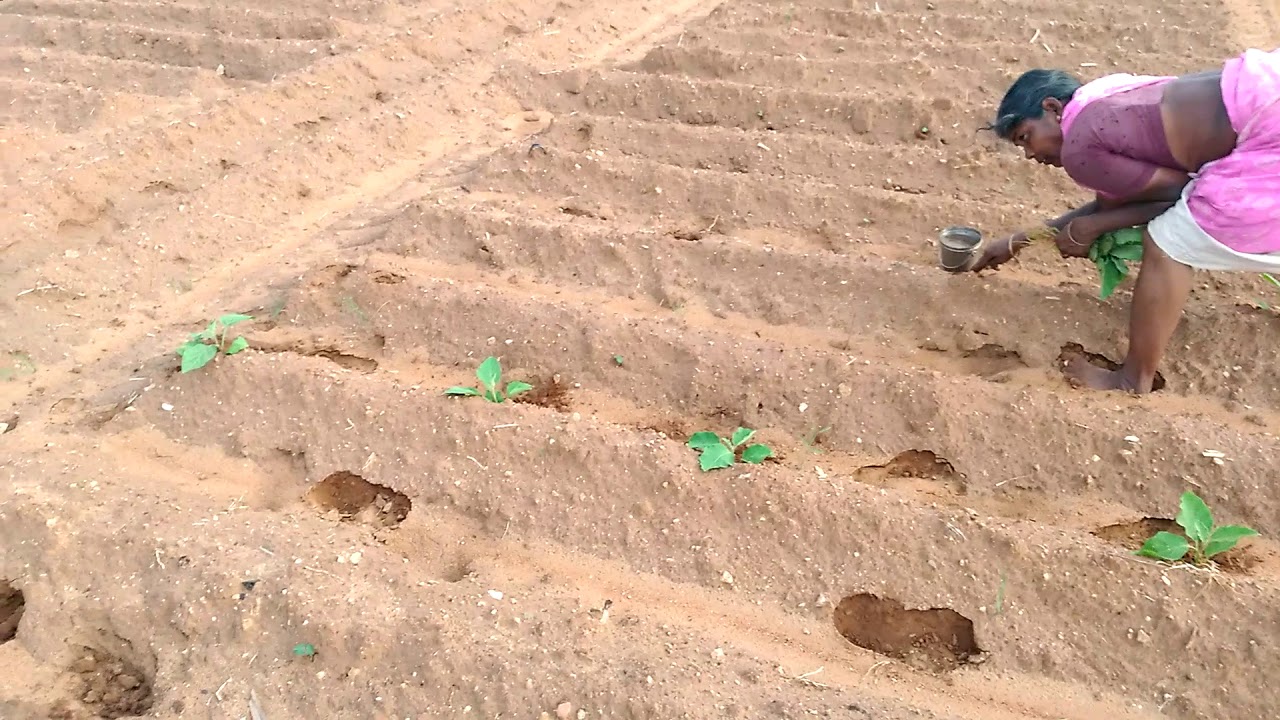 Mixed vegetable cropping methods - YouTube