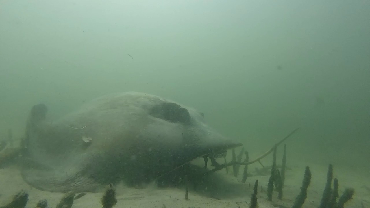 AMAZING Stingray Attack GoPro Footage - YouTube