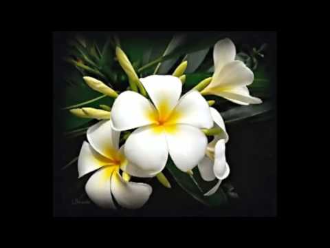 planta de jazmín - Sebastian Muzk: Song Lyrics, Music Videos & Concerts
