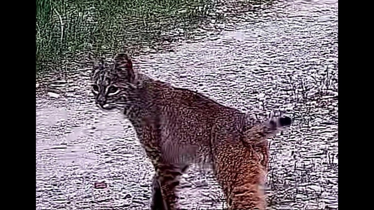 Bobcat Wildcat Hills Nebraska 5 17 23 12am and 8pm - YouTube