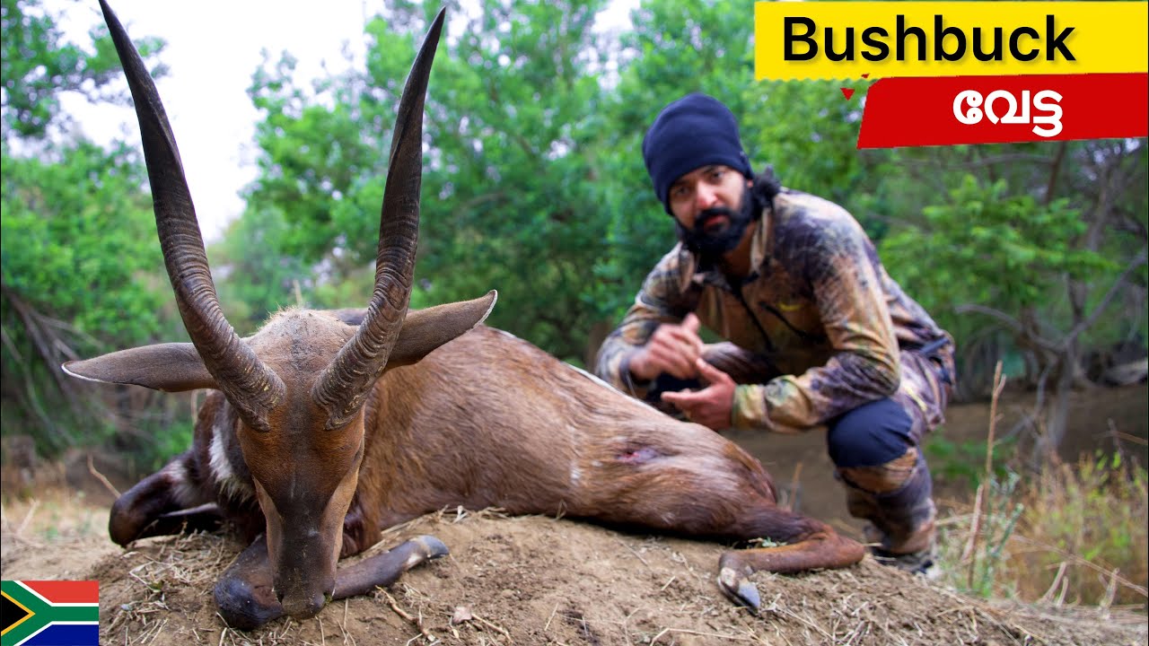 Bushbuck വേട്ട🇿🇦,Tsessebe the Fastest antelope on the planet,Best ...