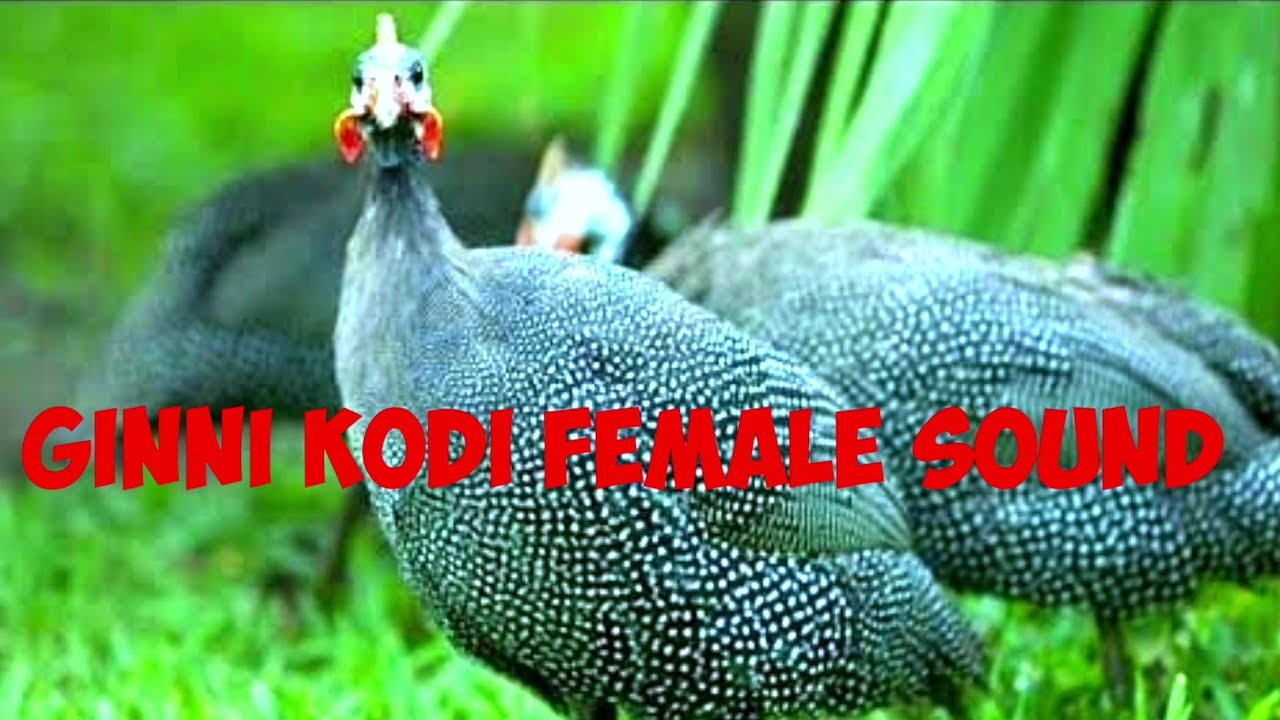Ginni&chima Kodi female sound - YouTube