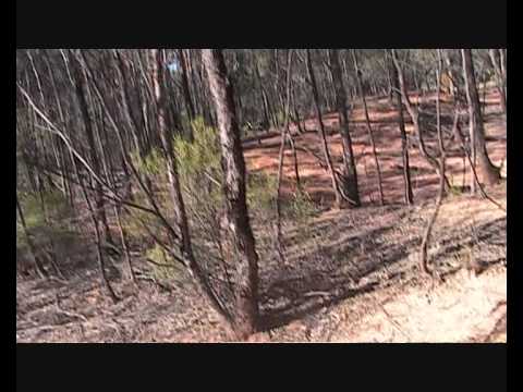 australia freaky noises . something like a yowie or bigfoot - YouTube
