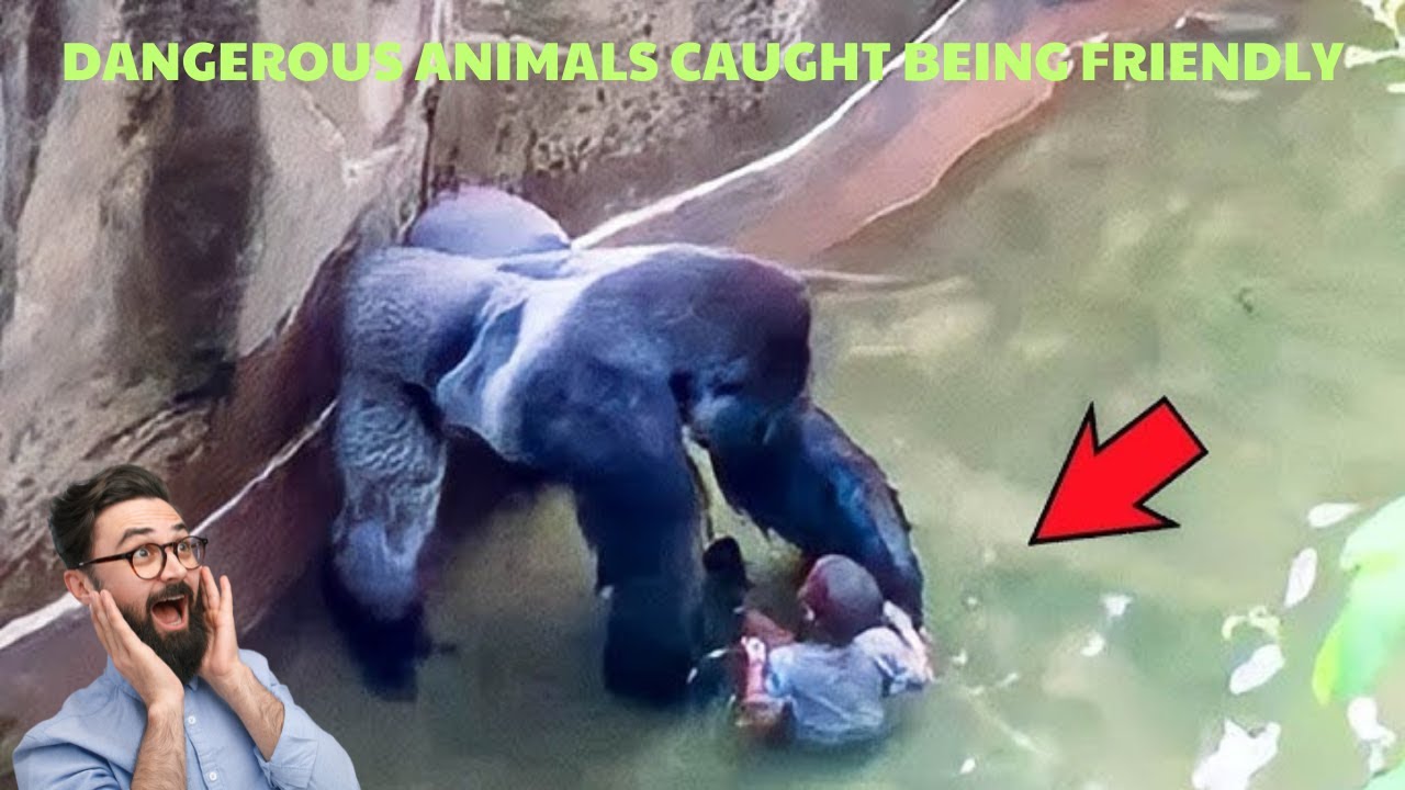 Dangerous Animals Caught Being Friendly!! You Won't Believe Their ...