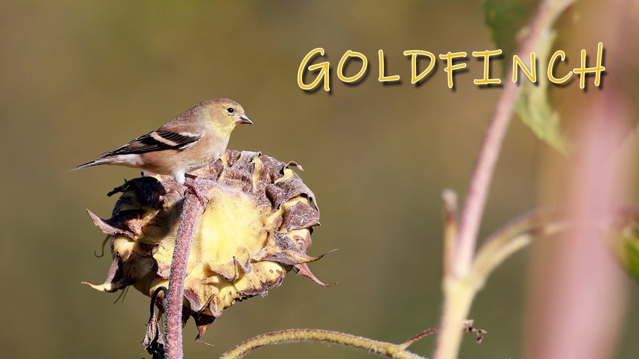 Goldfinches in 4k with slow motion speed ramps #birds #birding #nature ...